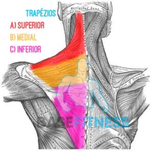 Exercícios Para Trapézio: Os Melhores e Como Treiná-lo